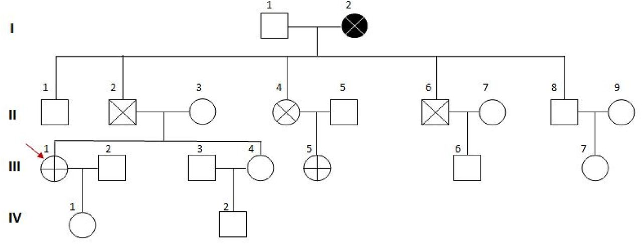 Novel germline mutations in MLH1 and PMS2 in familial Lynch syndrome ...