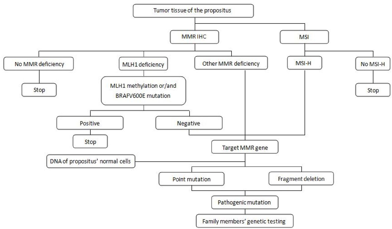 Novel germline mutations in MLH1 and PMS2 in familial Lynch syndrome ...