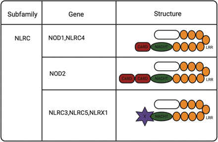NOD1 and NOD2: intracellular pattern recognition receptors implicated ...